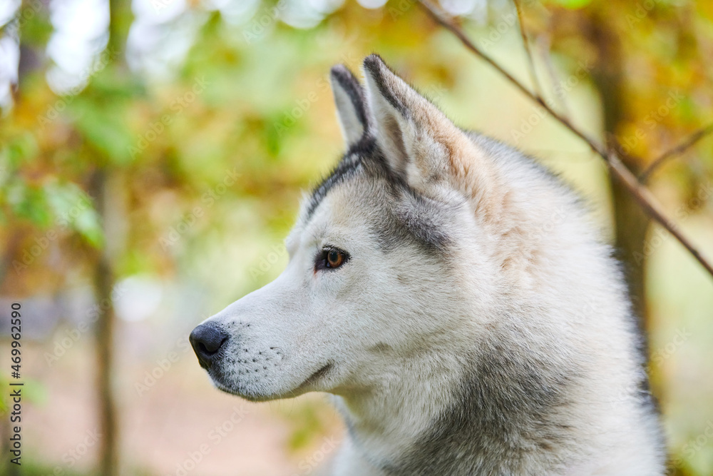 Siberian Husky portrait close up, Siberian Husky face side view, Husky ...