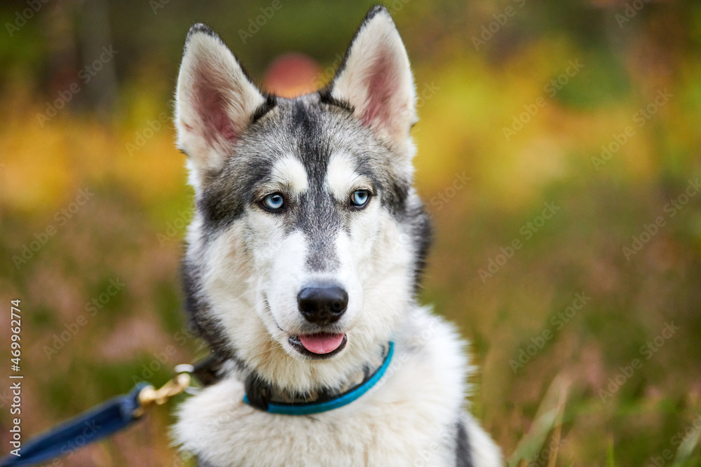 Purebred Siberian Husky dog with open mouth sticking out tongue ...