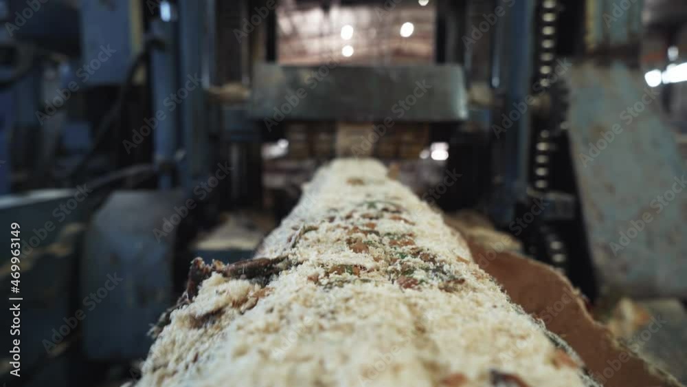 Log is placed under the saw for processing. Close-up of a Timber Log ...