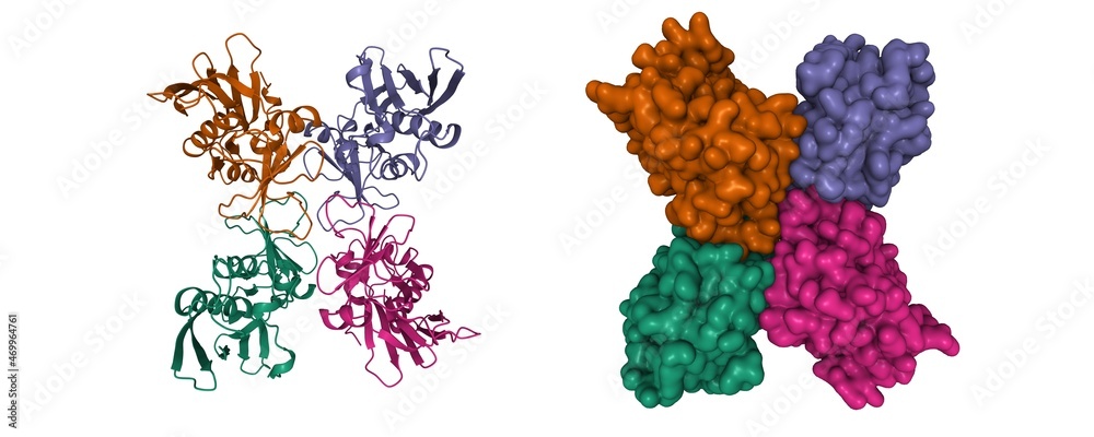 ภาพประกอบสต็อก Structure of streptococcal pyrogenic exotoxin A1 (SpeA ...