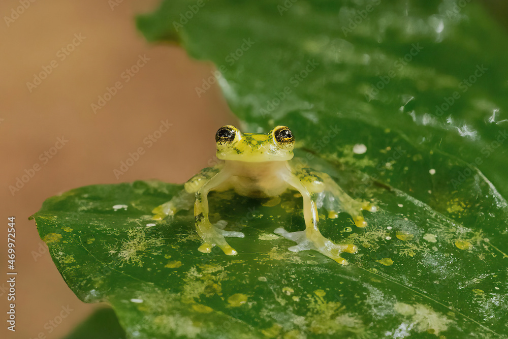 Frog a arboreal hylid native to tropical rainforests in Central America ...