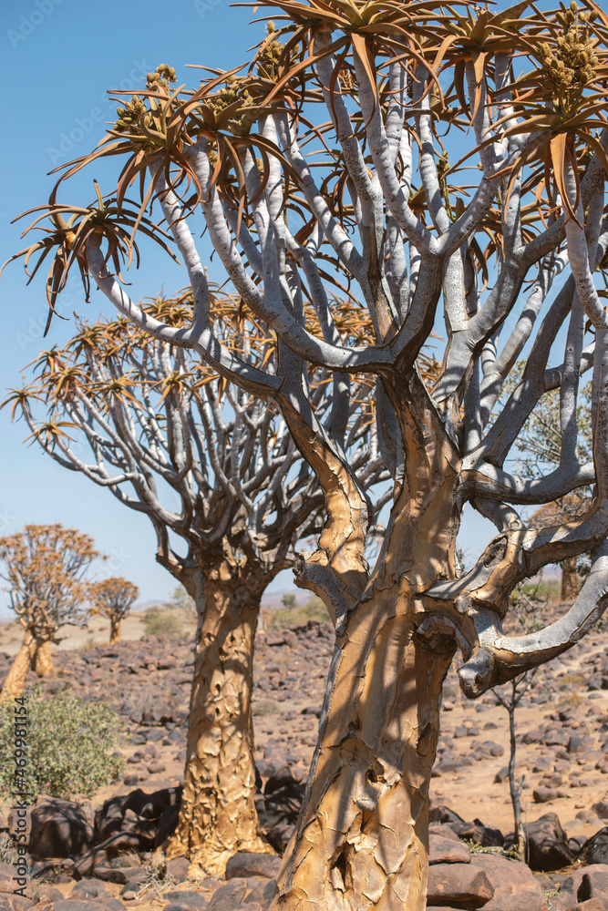 quiver trees forest Stock Photo | Adobe Stock