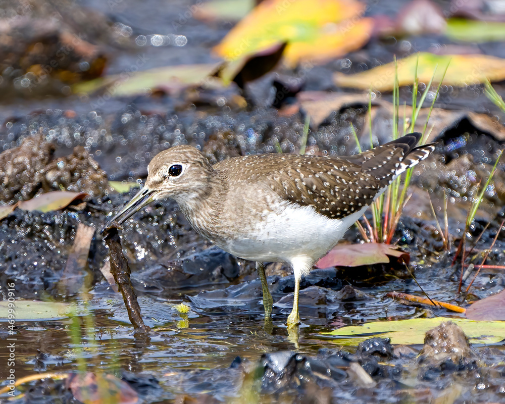 Sandpiper Bird Stock Photo and Image. Common Sandpiper probe for food ...