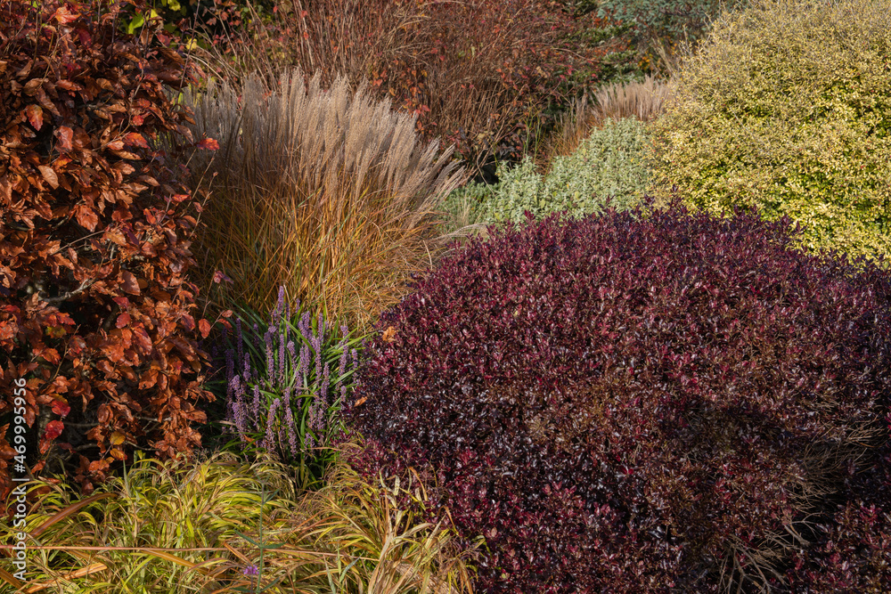 Autumn garden borders of liriope muscari, pittosporum tom thumb and ...