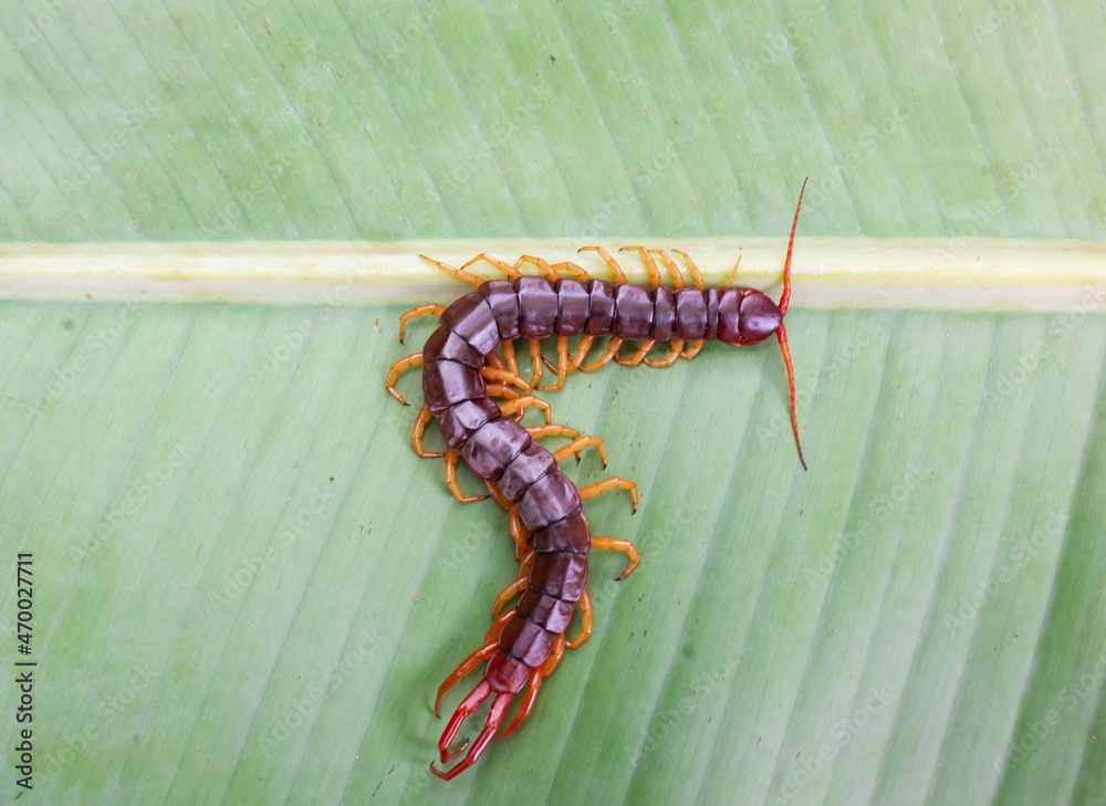 A centipede can bite. It is a poisonous animal and has a lot of legs ...