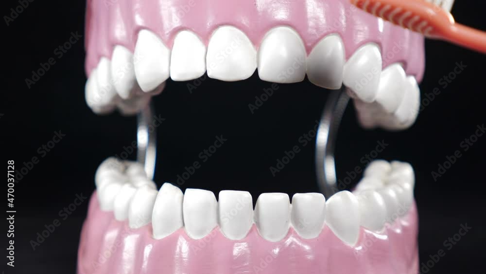 Dental hygiene. teaching dental care. Tooth brush and jaw model on ...