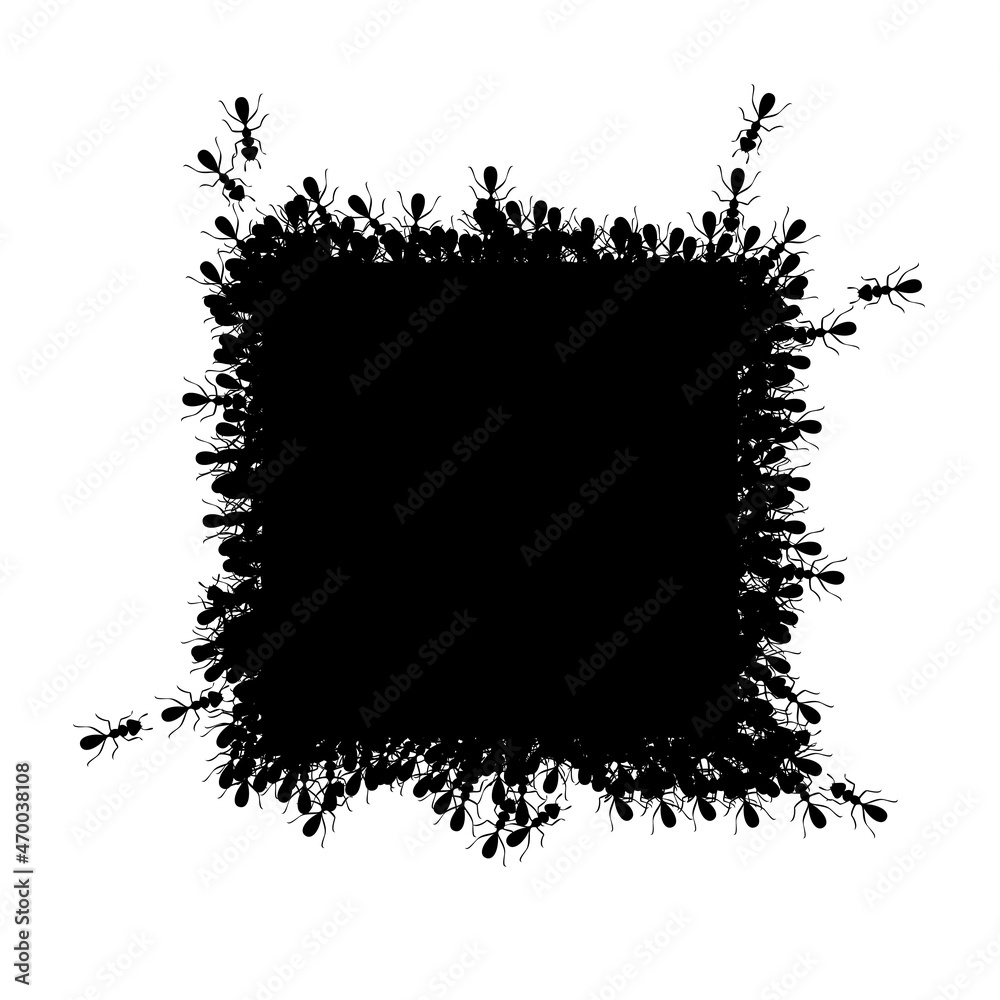 Black ants square border. Ants forming rectangular shape isolated in ...