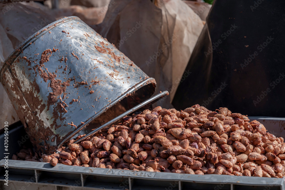 Temperature measurement of cocoa beans fermented in wooden barrels, to ...