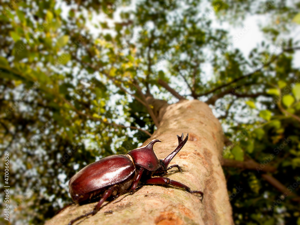 Closeup Rhinoceros beetle, Rhino beetle, Hercules beetle, Unicorn ...