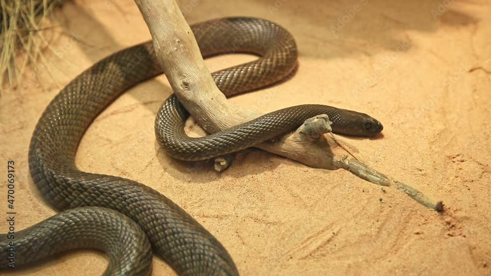 Inland taipan snake in a natural background. Oxyuranus microlepidotus ...