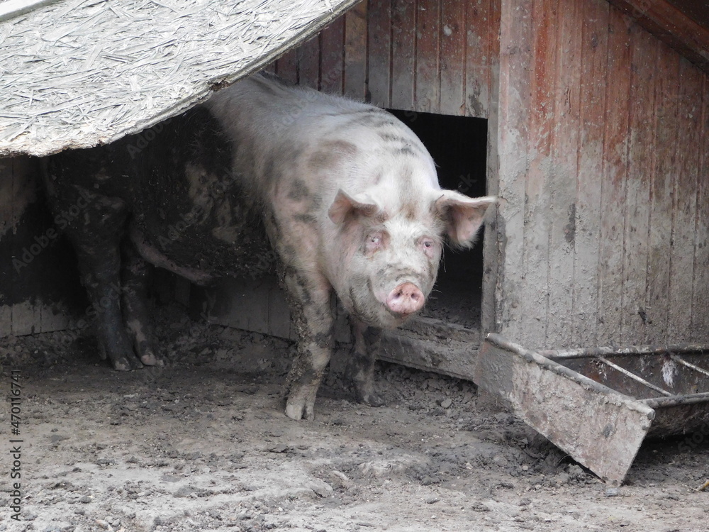 pig in a barn genus Sus, within the even-toed ungulate family Suidae ...