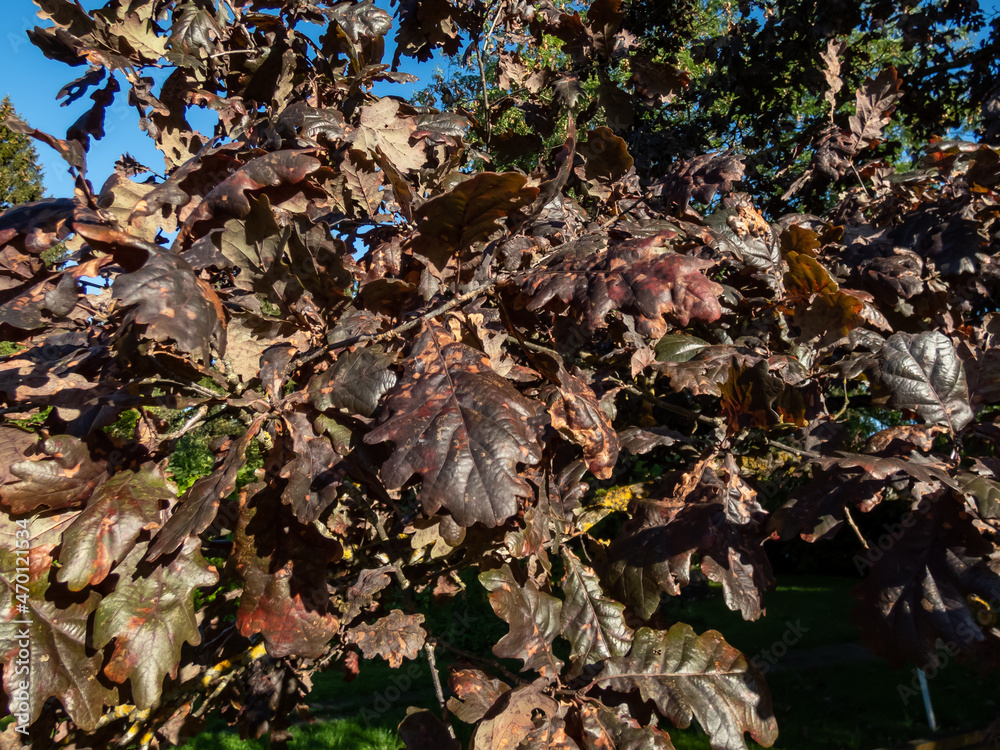 Rare purple leaved cultivar of English oak (Quercus robur) 'Timuki' in ...