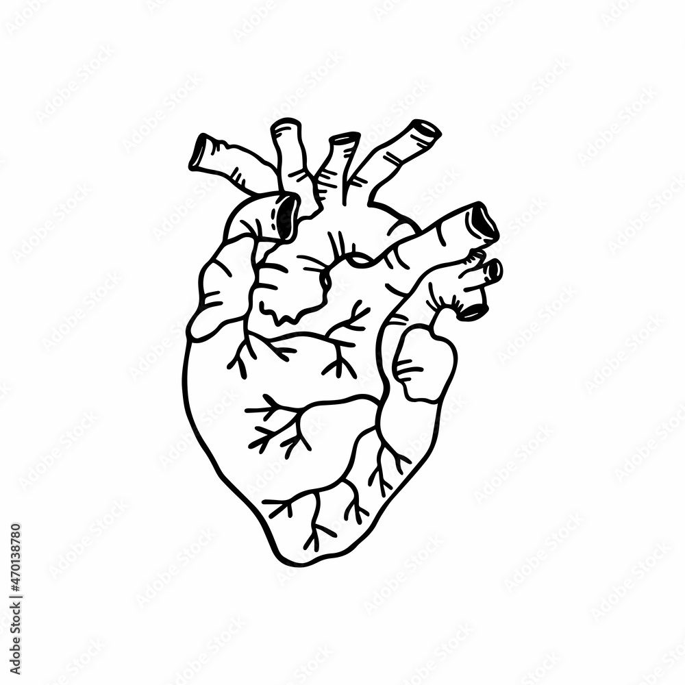 Vector illustration of a human heart. Line art, contour isolated on ...