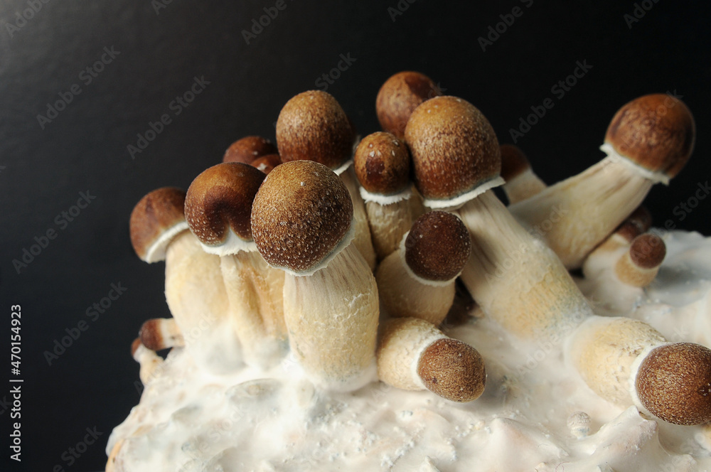 Micro growing of Psilocybe Cubensis on black background. Mycelium block ...
