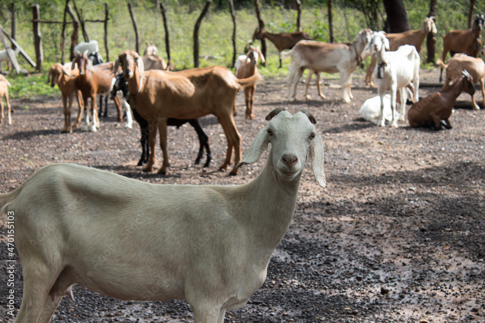 Criação de bodes no interior do nordeste Stock Photo | Adobe Stock