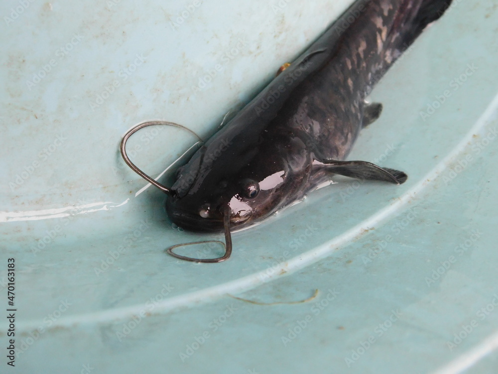 juvenile specimen of silurus glanis wels, also called sheatfish, is a ...