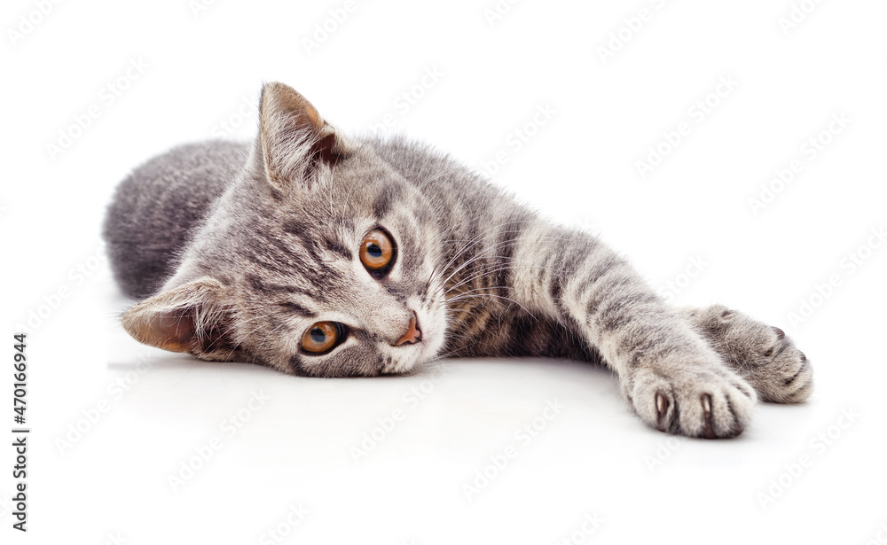 Cat lying on his side. Stock Photo | Adobe Stock