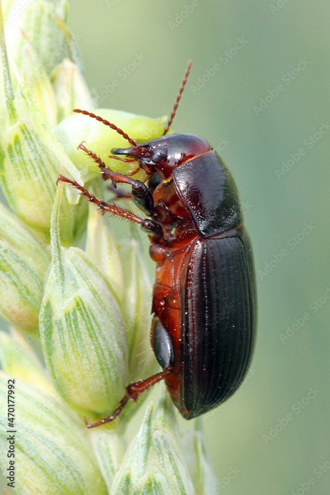 Beetle of corn ground beetle - Zabrus tenebrioides eating a unripe ...