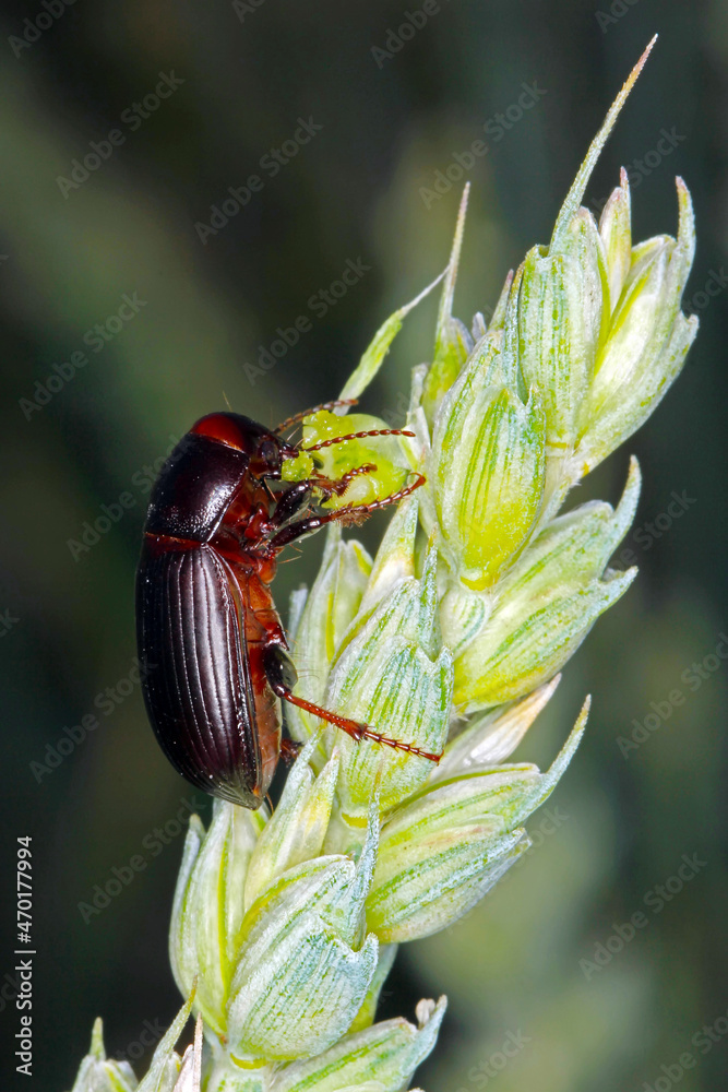 Beetle of corn ground beetle - Zabrus tenebrioides eating a unripe ...