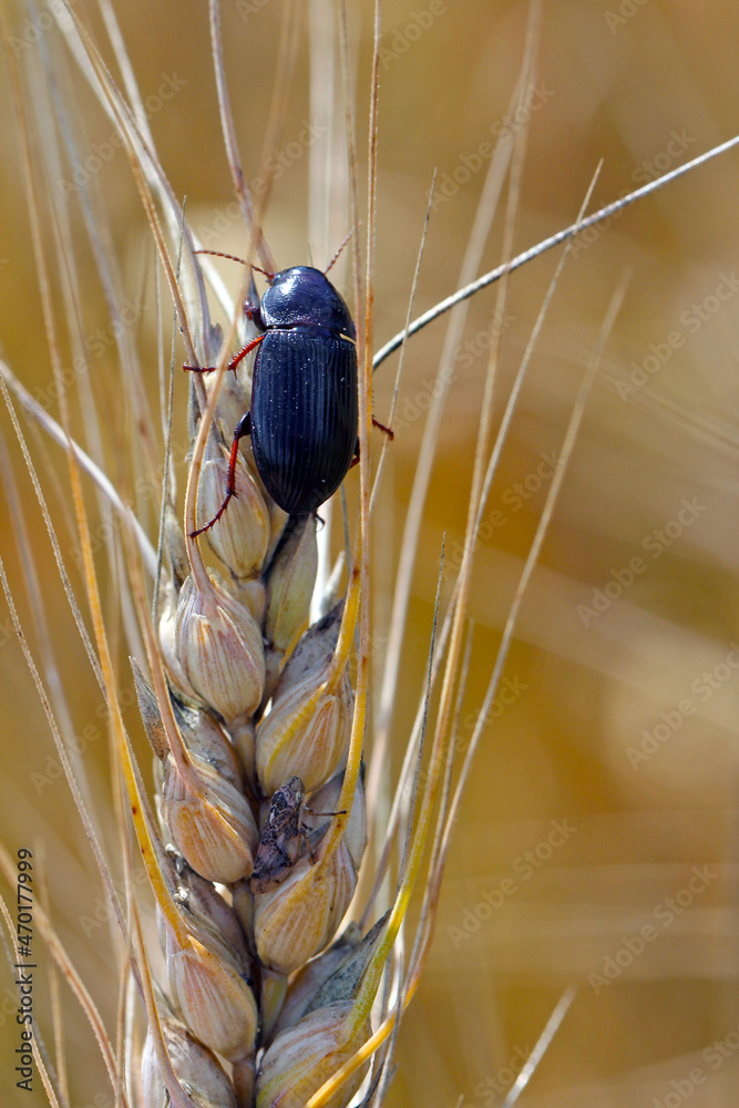 Beetle of corn grains ground beetle (Zabrus tenebrioides) and the ...