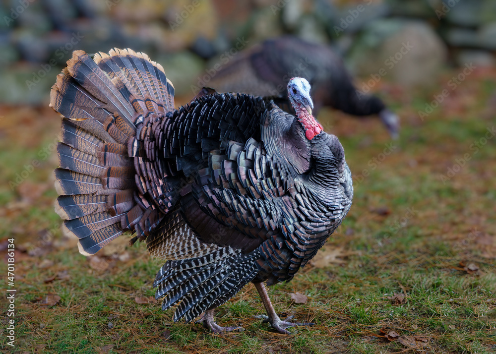 Male wild turkey feather making a fan tail strutting across the field ...