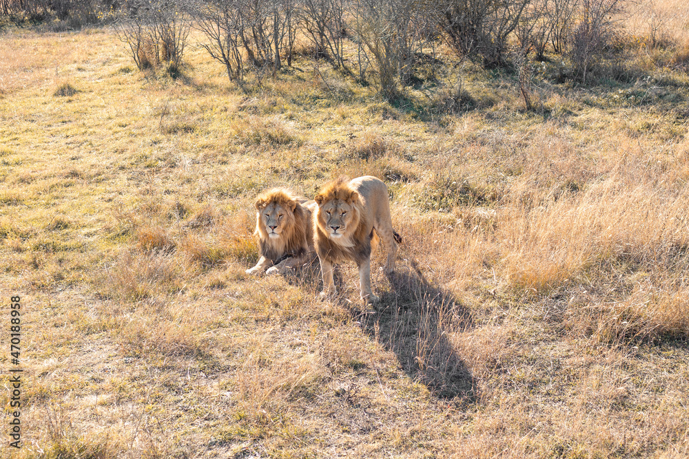 Two majestic lions in the savannah. Family pride of animals in the wild ...