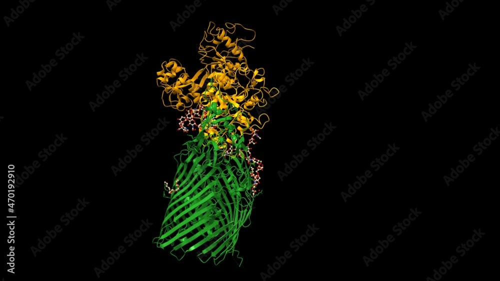 Structure of transferrin binding protein A (green) from Neisseria ...