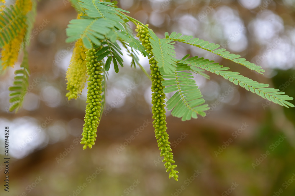 Prosopis juliflora tree flowering with leaves in chabahar province ...