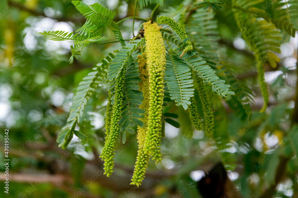 Prosopis juliflora tree flowering with leaves in chabahar province ...