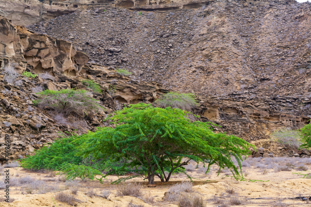 Prosopis juliflora tree with with mountain in background in chabahar ...