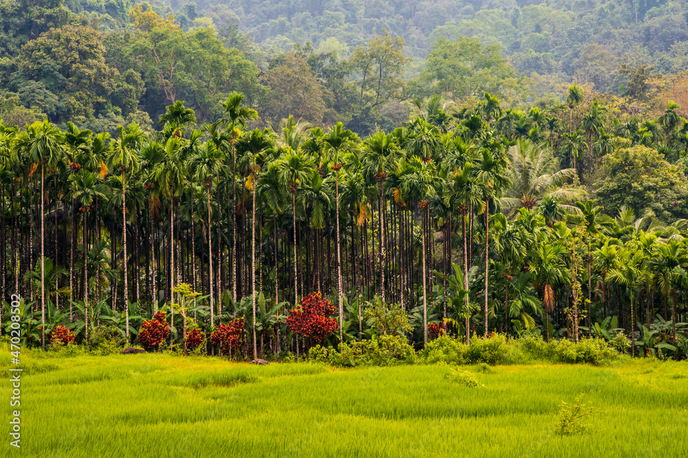 Foto Stock Landscape with a tree. Seren landscape view from the field ...