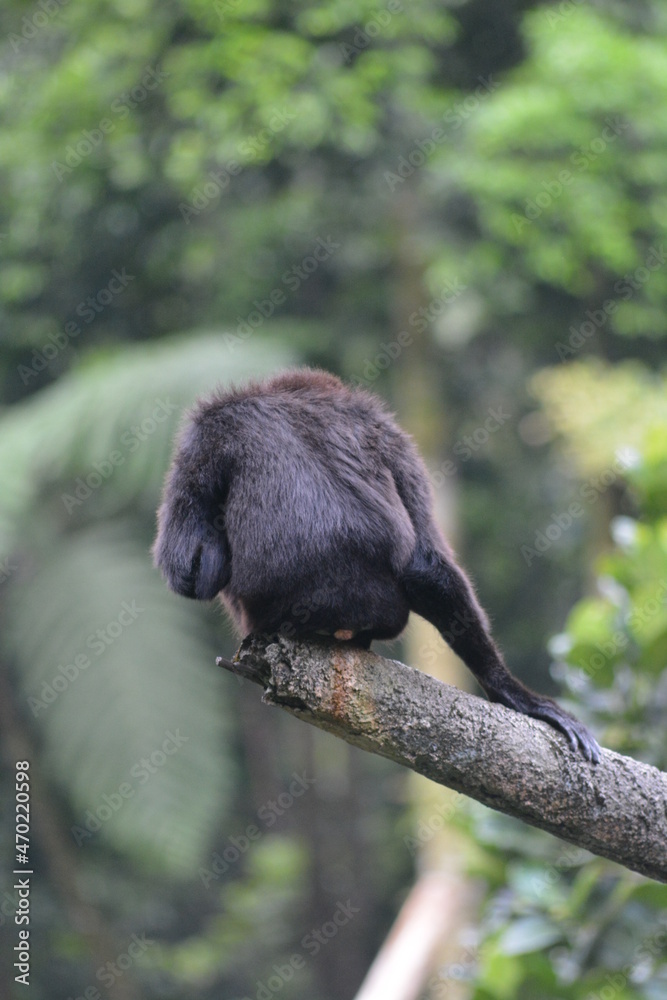 Kloss's gibbon, Hylobates klossii, also known as the Mentawai gibbon ...