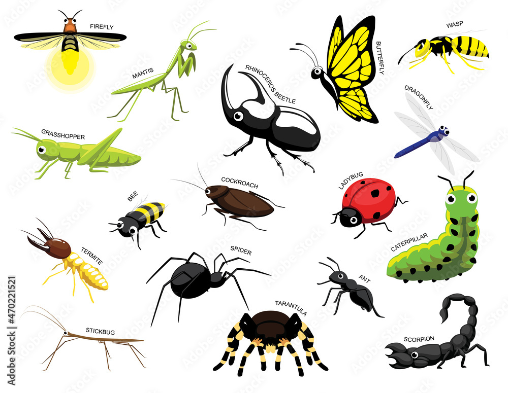 Cute Various Insects Cartoon Vector Illustration Set Identify Stock ...