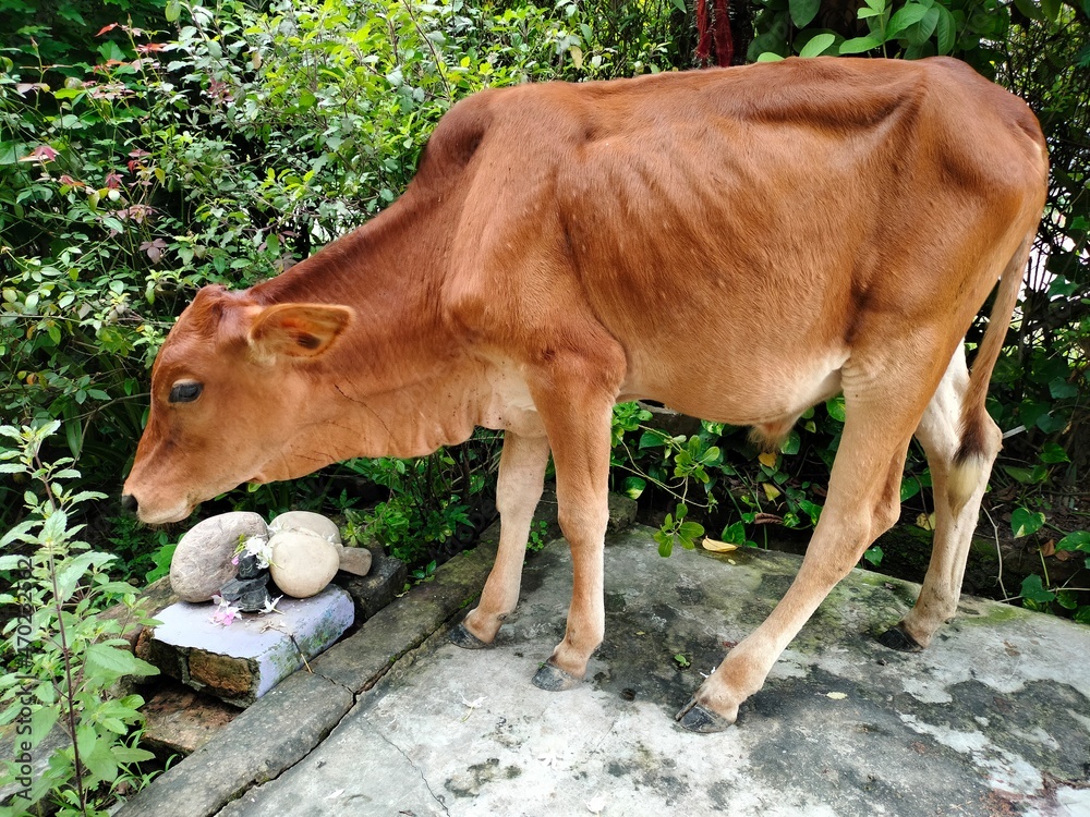 cow and calf Stock Photo | Adobe Stock