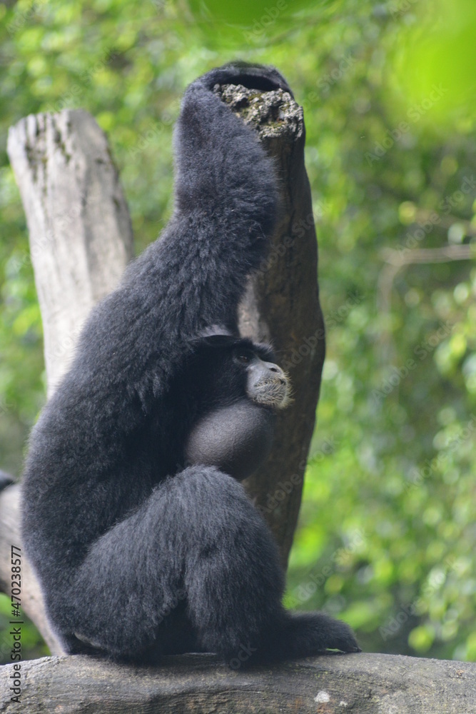 The siamang, Symphalangus syndactylus is an arboreal, black furred ...