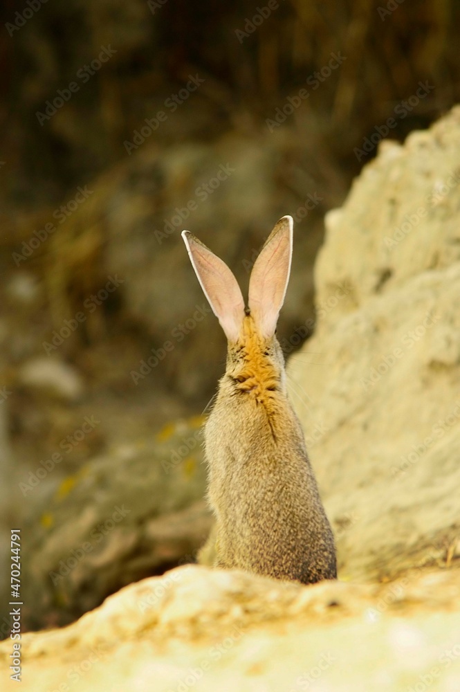 Oryctolagus cuniculus or field rabbit, from the family Leporidae and ...