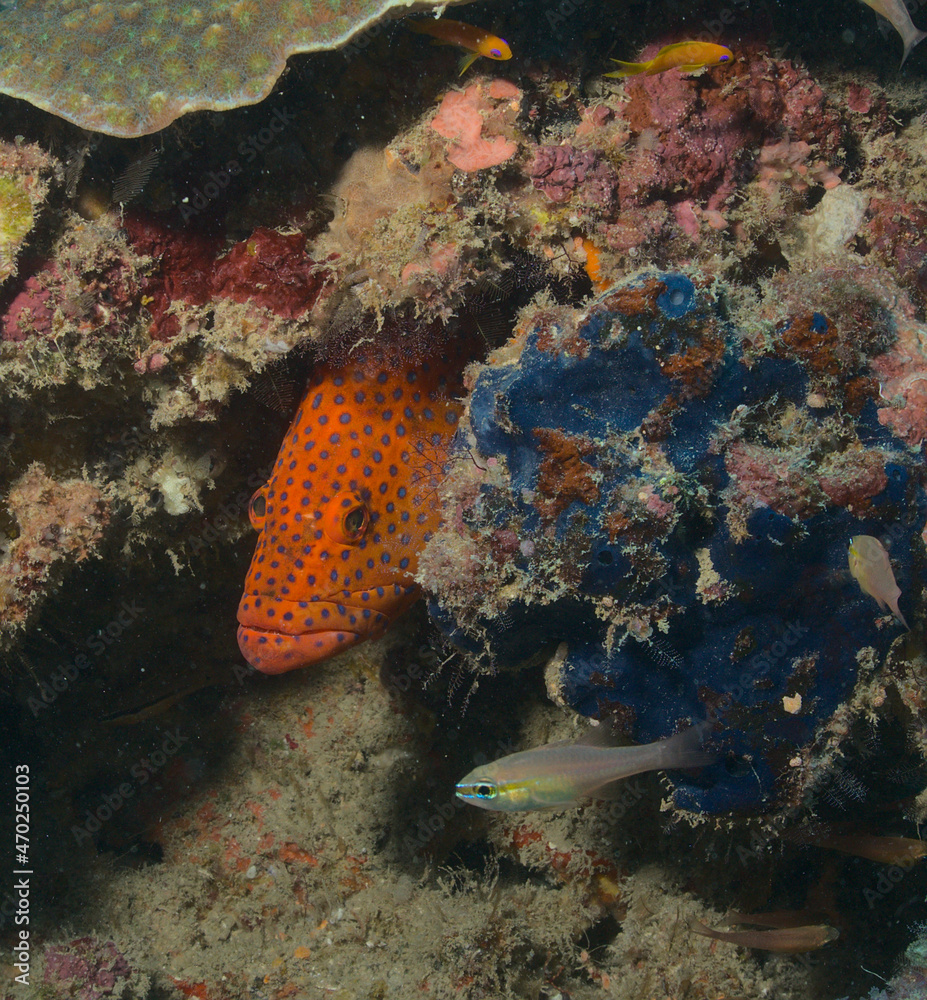 shy colourful coral grouper peeking hiding and peeking out from crevice ...