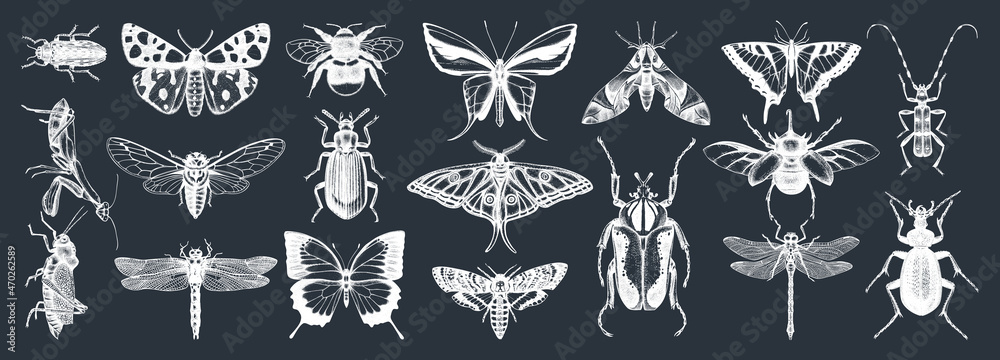 Naklejka Hand-sketched insects collection on chalkboard. Hand drawn ...
