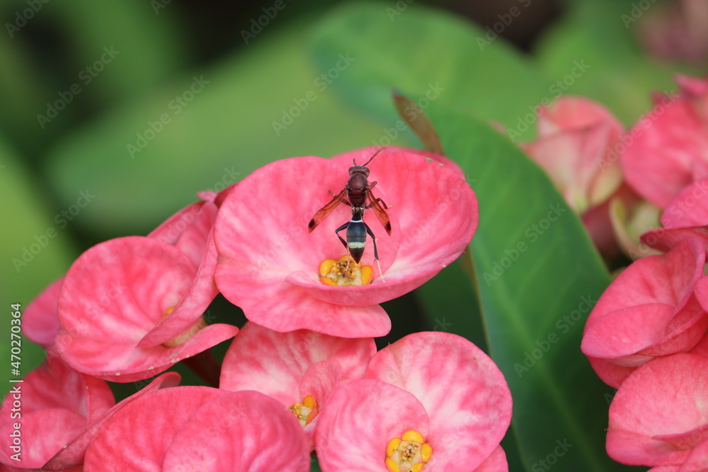 Ropalidia fasciata, a common paper wasp, is a wide-ranging species that ...