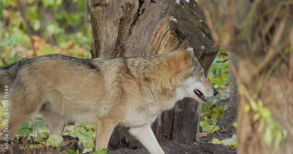 Wolf (Canis lupus), also known as the gray wolf is the largest extant ...