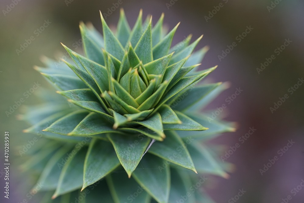 ie Chilenische Araukarie, auch Andentanne, Chiletanne, Schlangenbaum ...