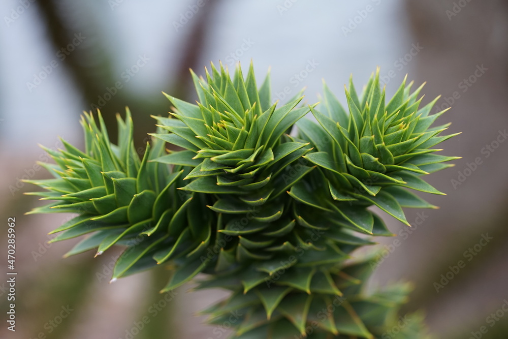 ie Chilenische Araukarie, auch Andentanne, Chiletanne, Schlangenbaum ...