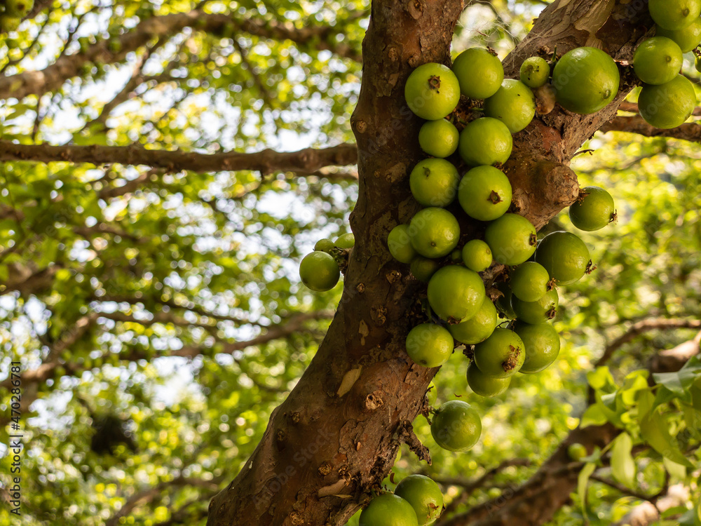 Jabuticaba with many green fruits on the trunk and branches. The ...
