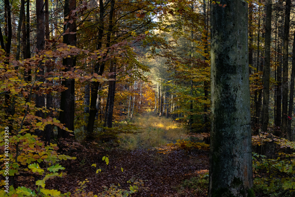 Im Wald, der Natur, zur Freude am Farben, Pflanzen, Bäumen und ...