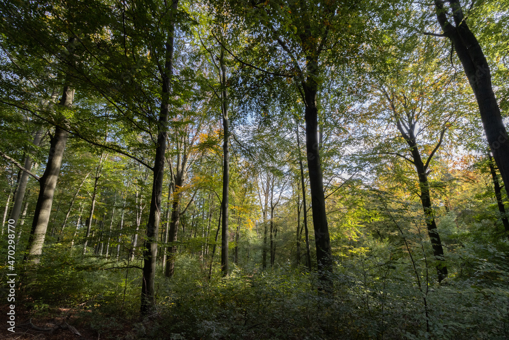 Im Wald, der Natur, zur Freude am Farben, Pflanzen, Bäumen und ...