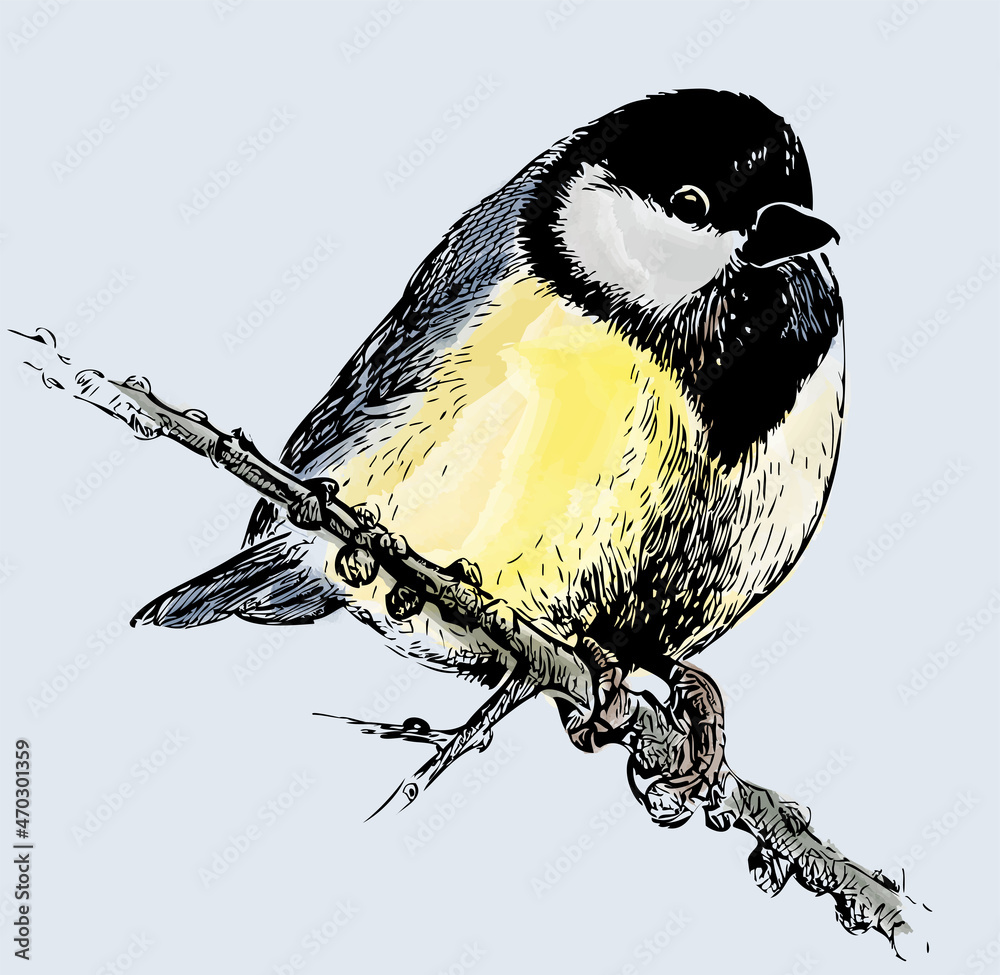 Hand drawing of cute fluffy titmouse bird on branch in winter Stock ...