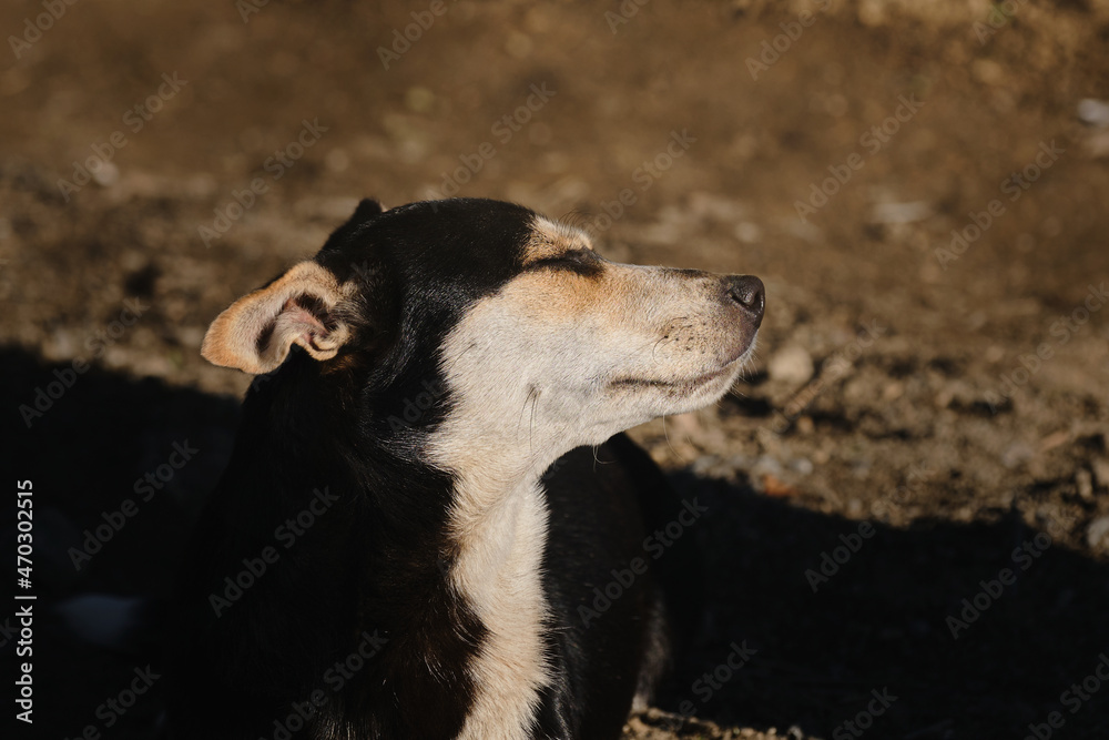 Small cute mongrel dog of black and red with tan color. Mixed breed dog ...