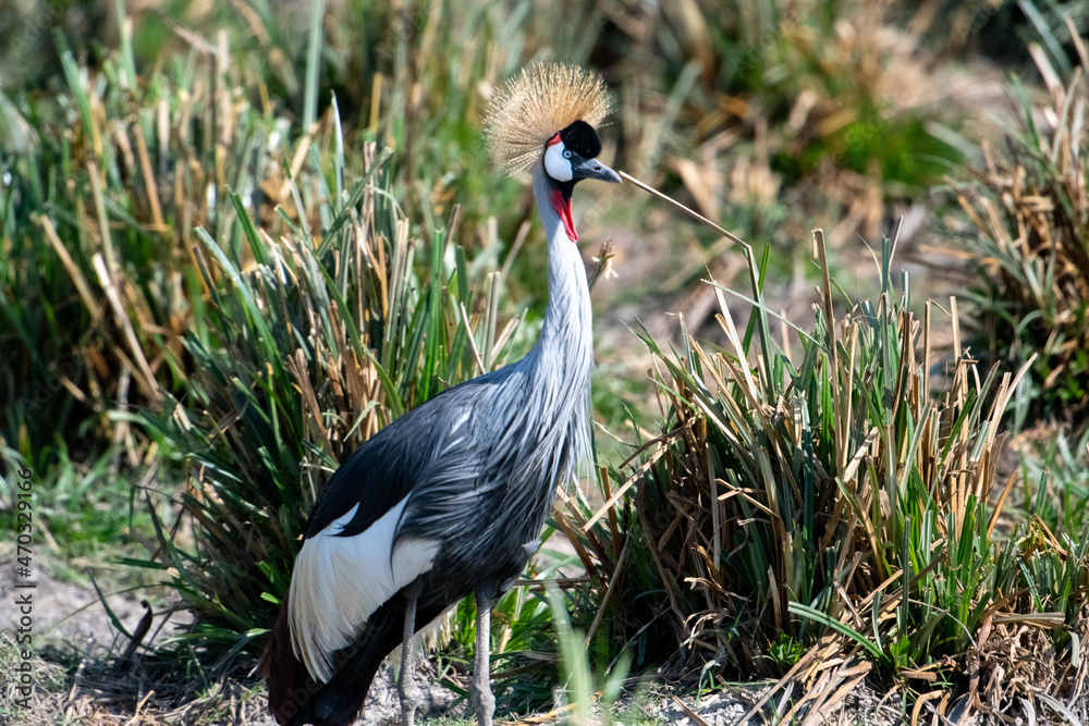 Plakat The grey crowned crane (Balearica regulorum), also known as the ...