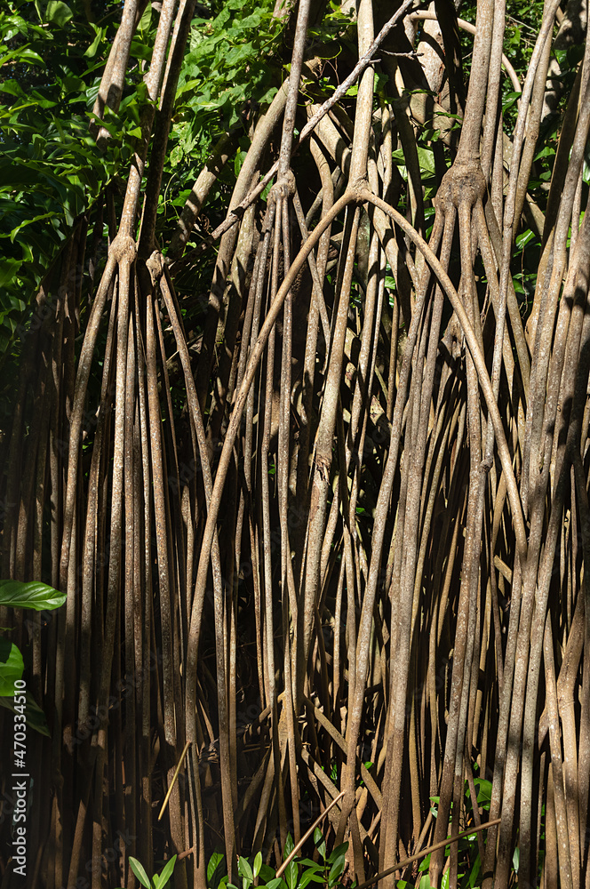 exposed roots of tropical tree. Long roots of Pandanus utilis and ...