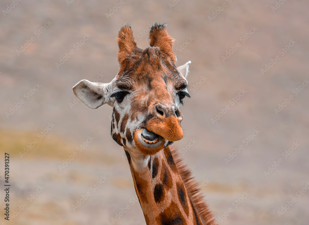 Giraffe heads. They laugh, they chew their food. Close-up. The giraffe ...